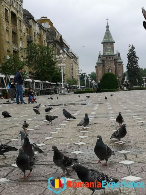 19 Best Things to Do in Timisoara: The Ultimate 2026 Guide